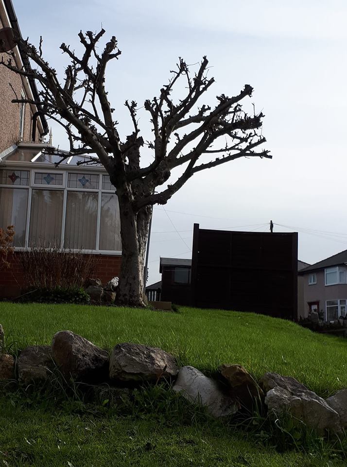 Trees & Hedges | Garden Lancaster